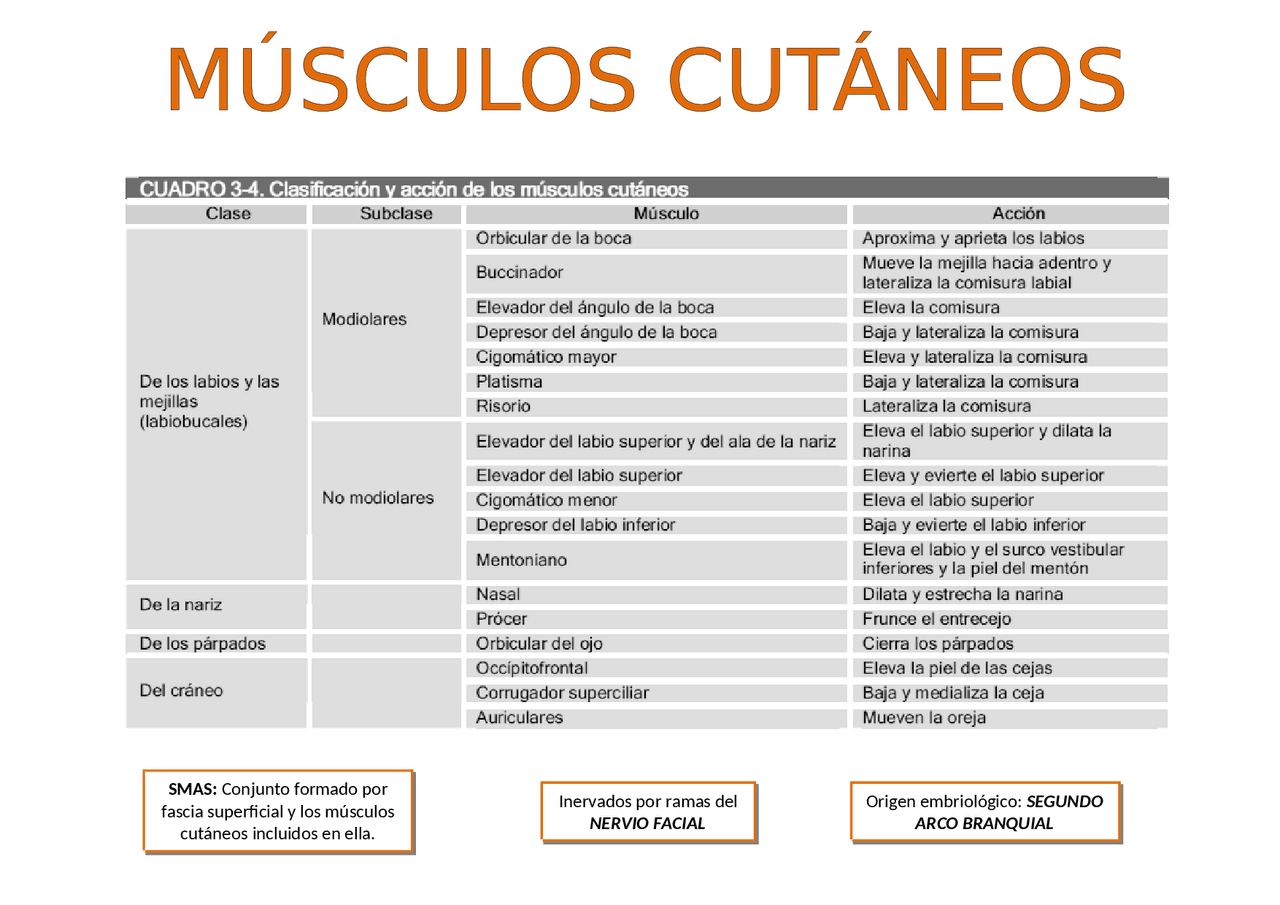 Músculos de la cabeza, del cuello y cutáneos - Docsity