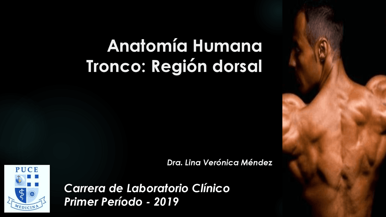 Anatomia Region dorsal | Diapositivas de Anatomía | Docsity