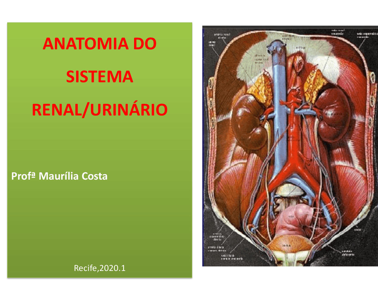 Anatomia sistema renal - Docsity