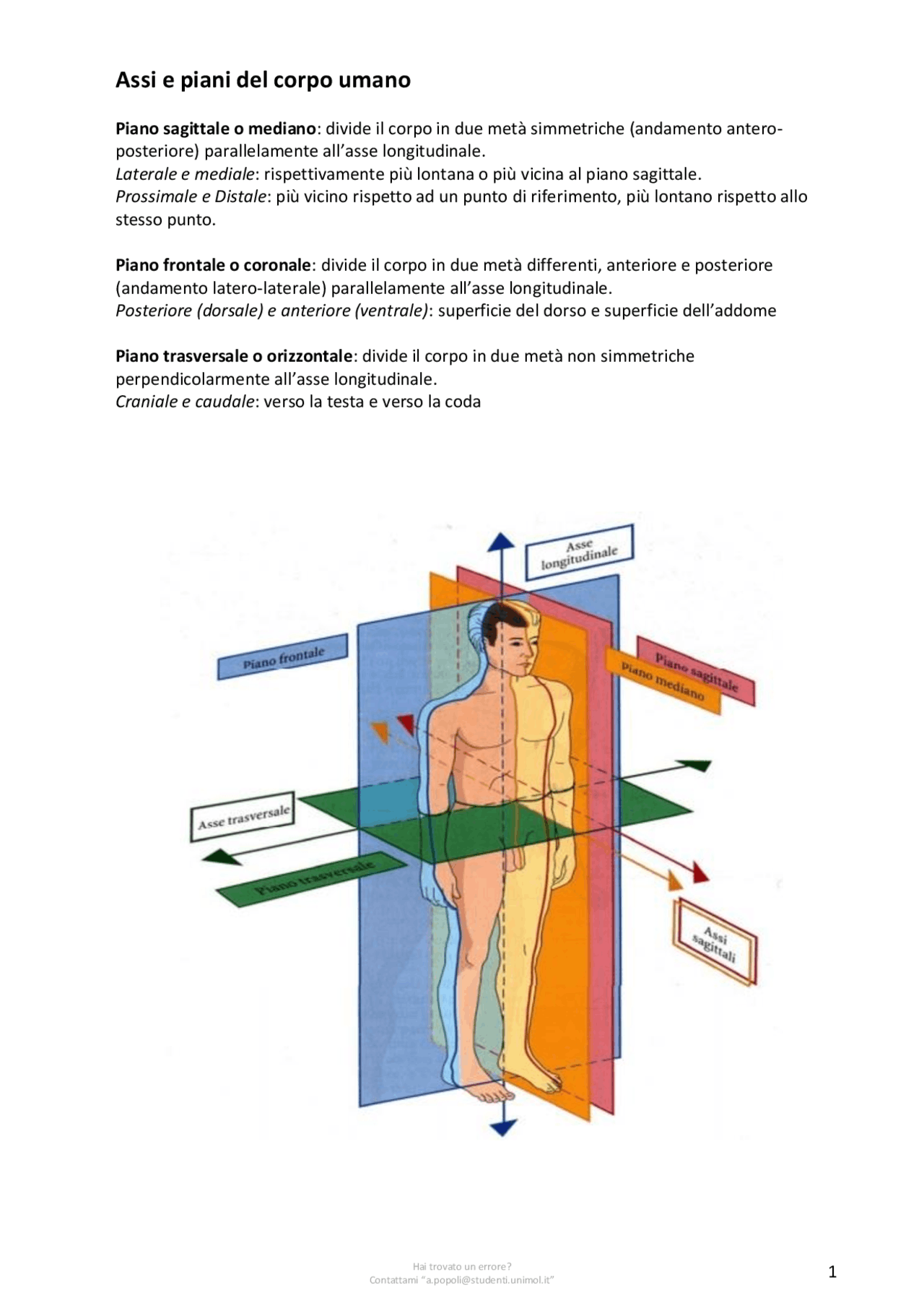 Appunti Semplificati Anatomia Prima Parte Docsity