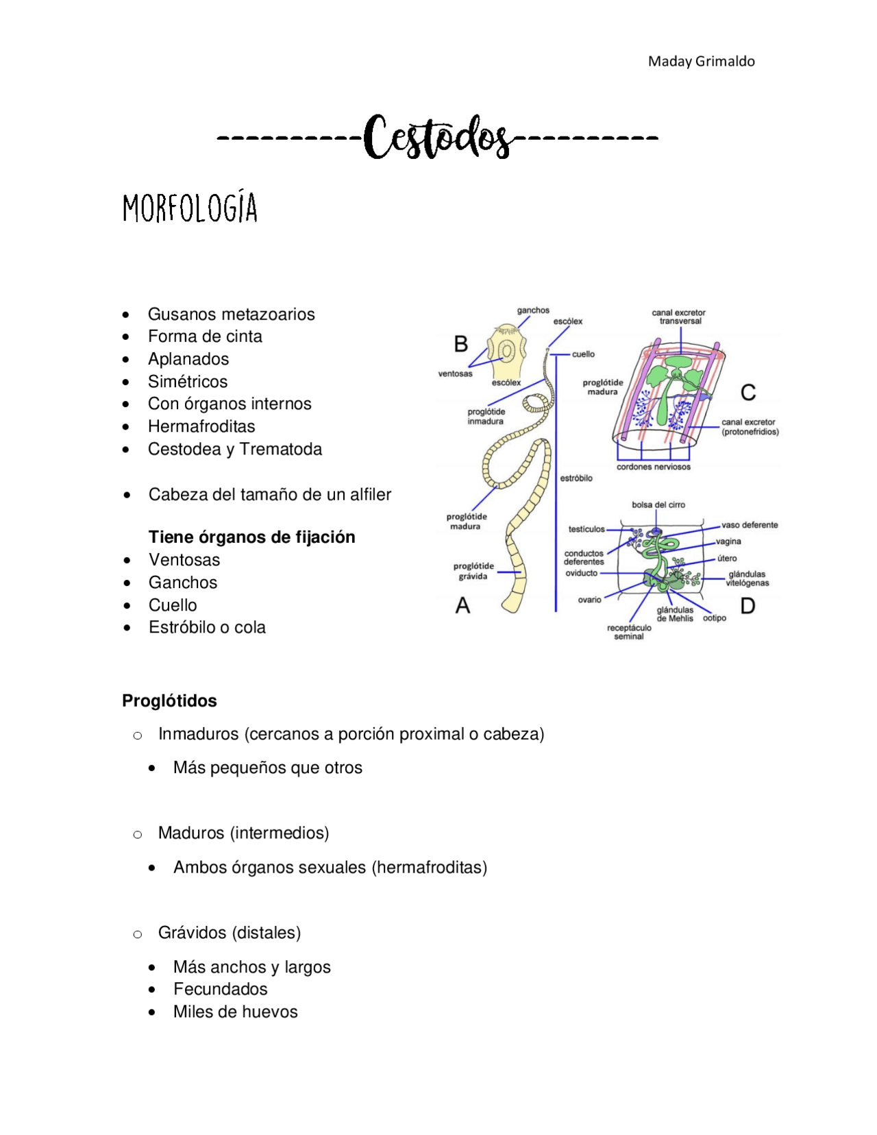 Generalidades Cestodos Parasitología Docsity