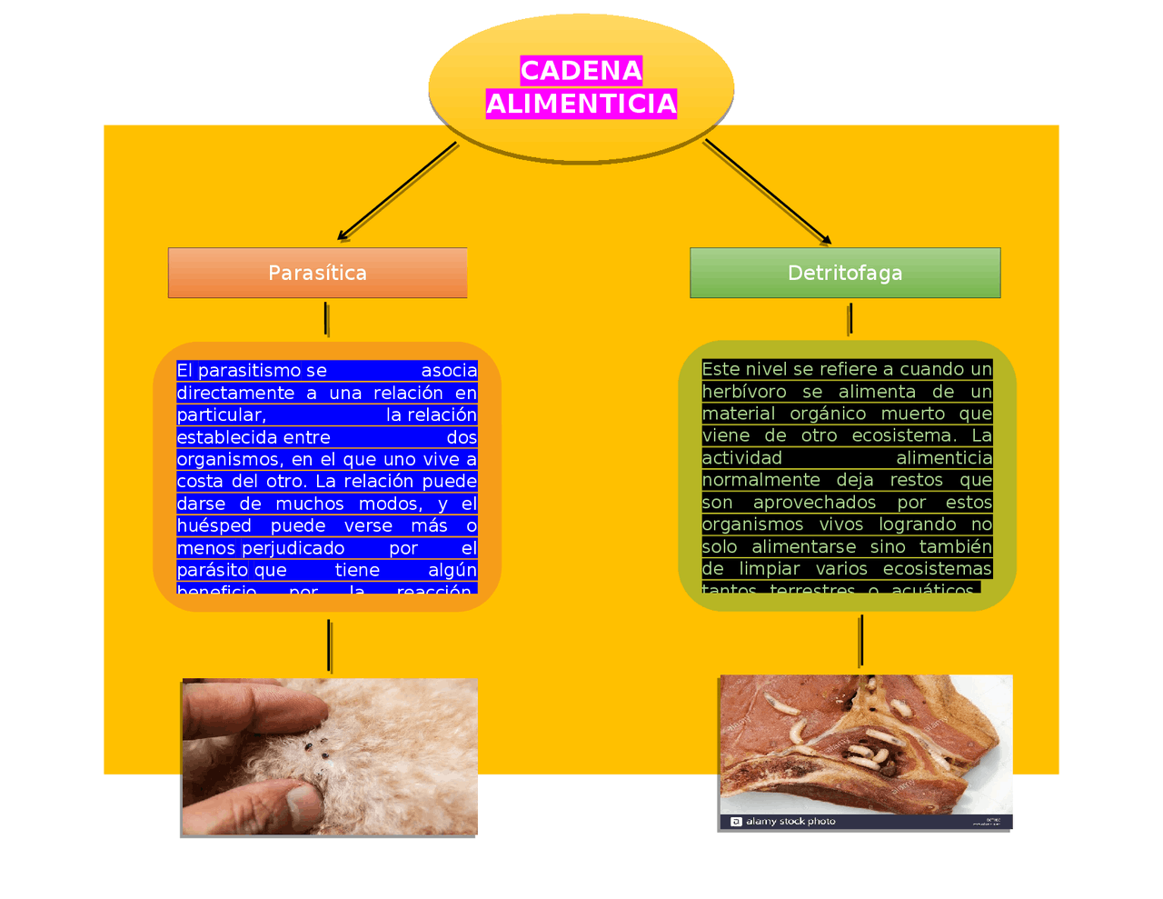 cadenas troficas de la vida humana y animal | Slides of Biology | Docsity