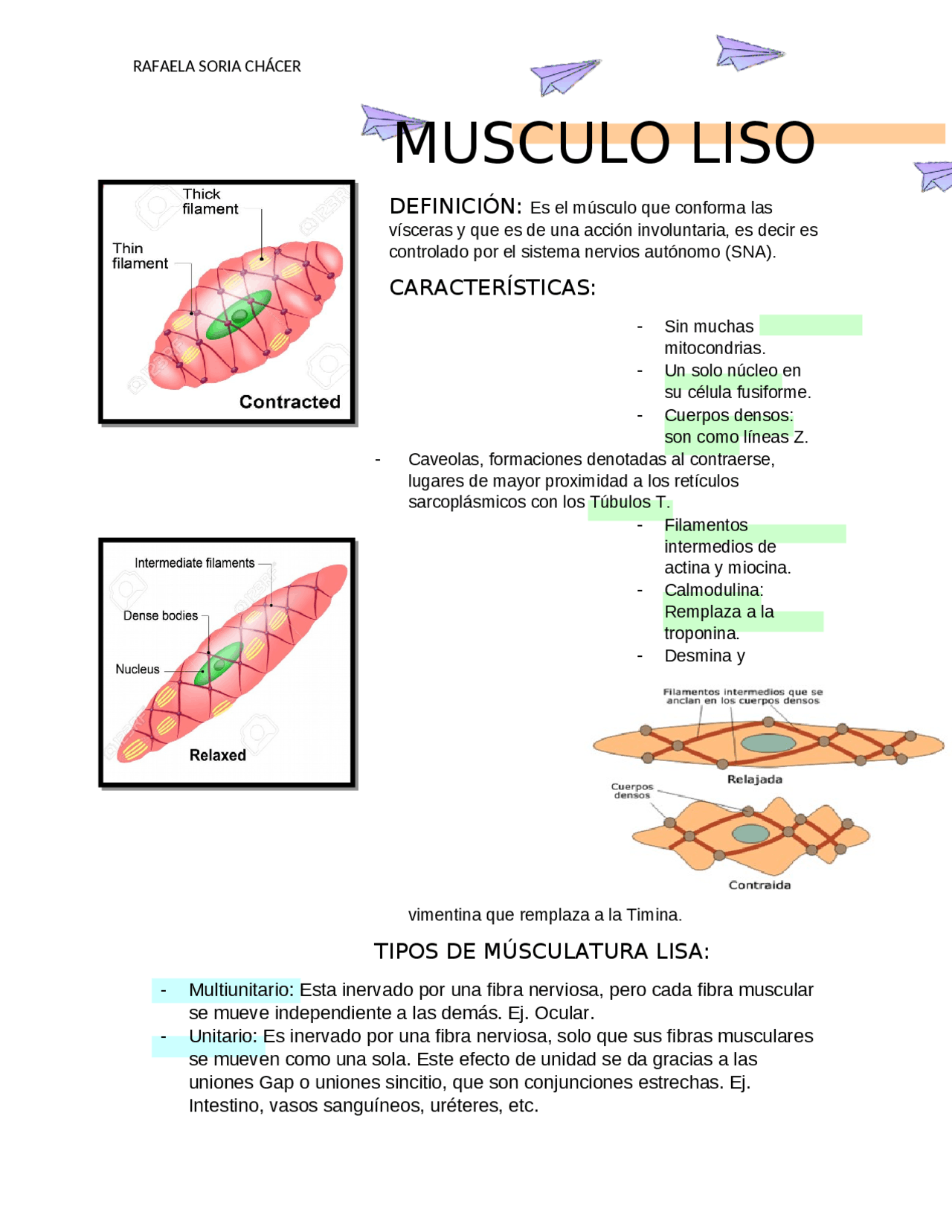 Fisiología del músculo liso | Apuntes de Fisiología Humana | Docsity