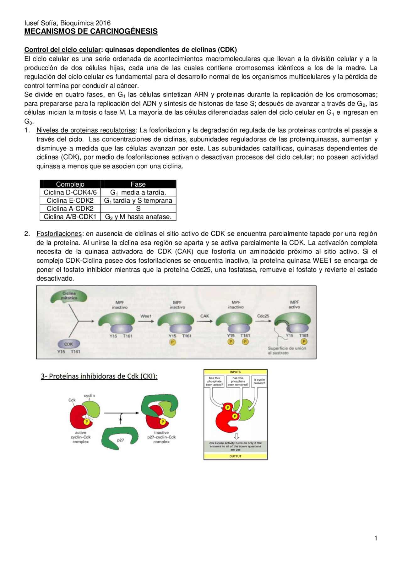 Mecanismos De CarcinogÉnesis Docsity