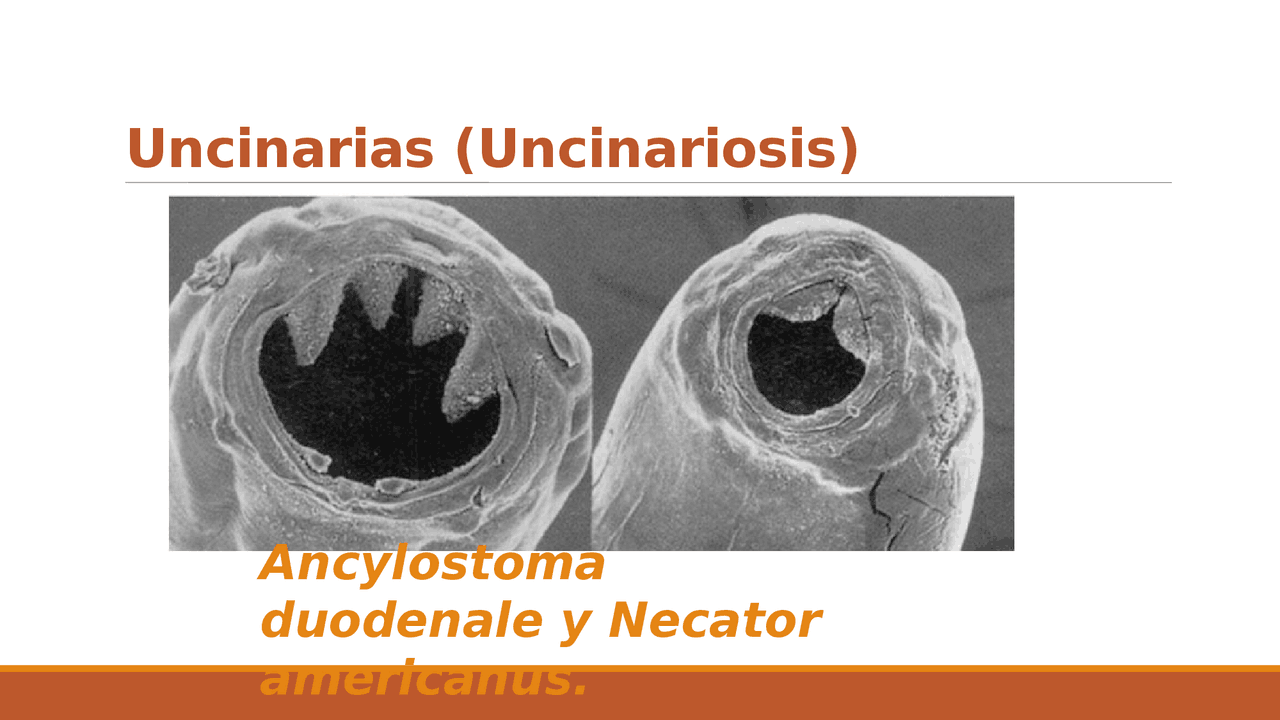 UNCINARIA STRONGYLODES - Docsity