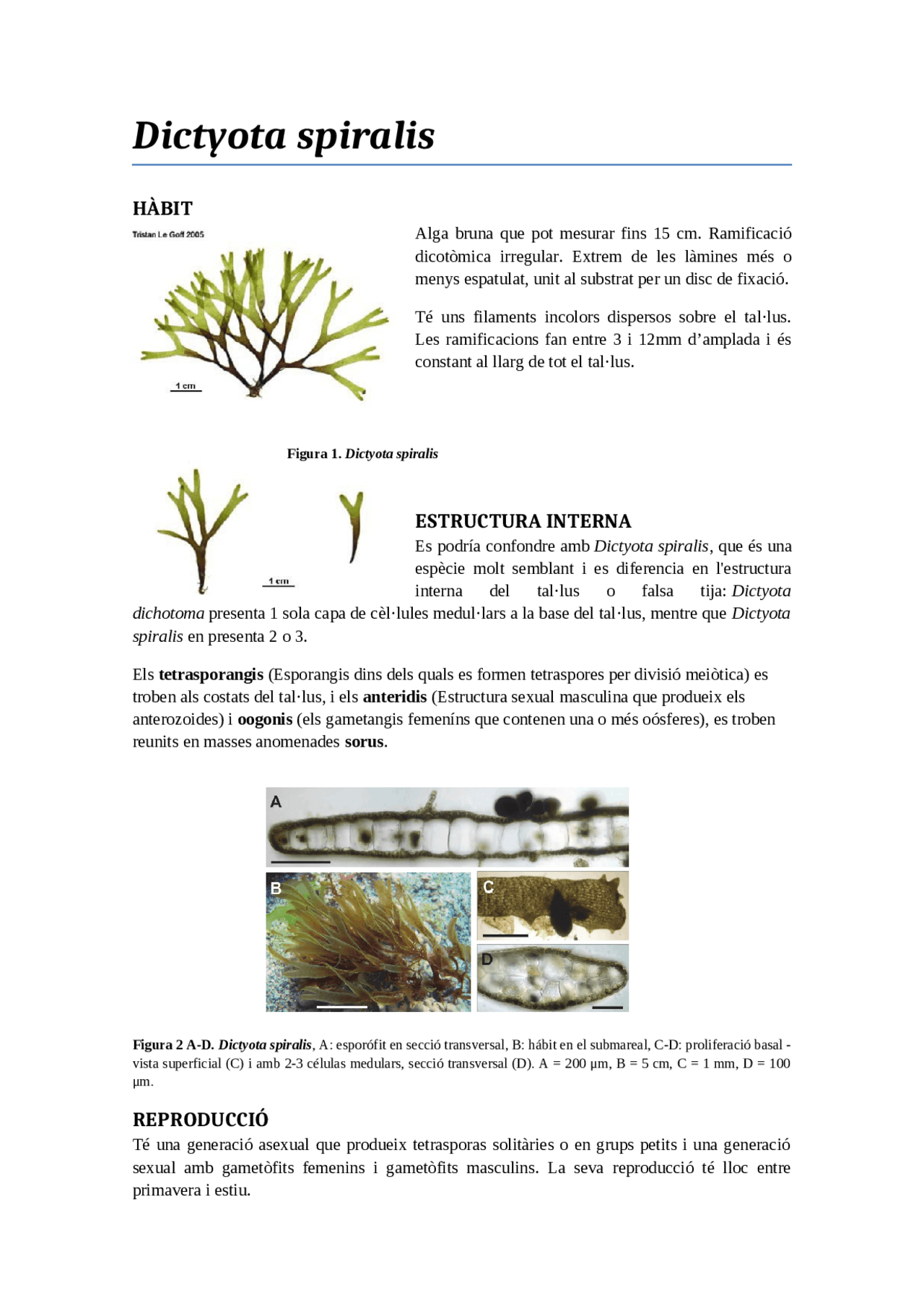 PRACTICA botánica marina - Docsity