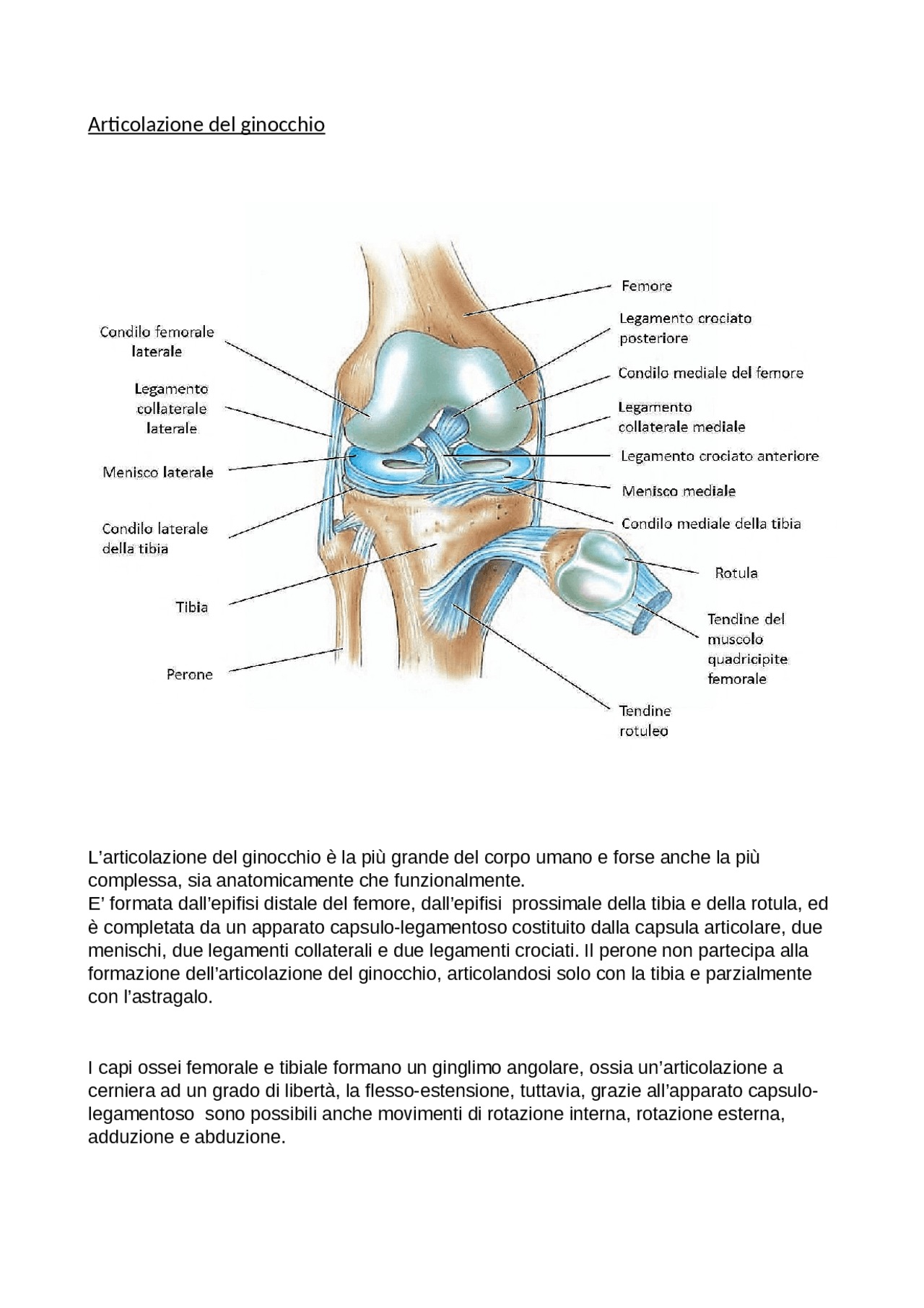 Tesi Scienze Motorie Anatomia Docsity