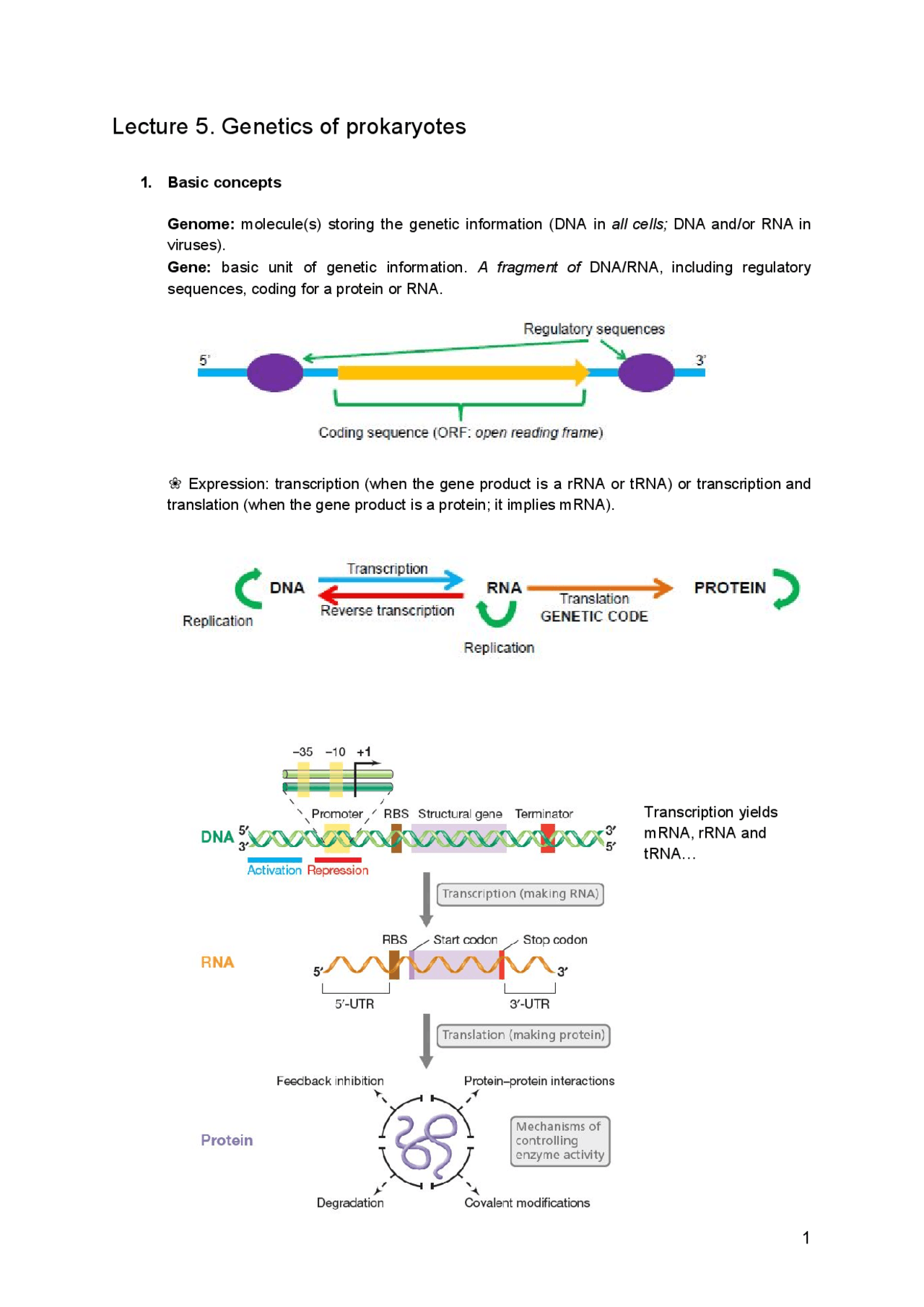 Genetics of Prokaryotes | Apuntes de Microbiología | Docsity