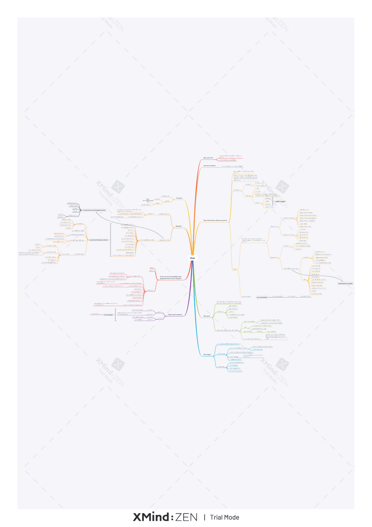 Vene Schema Per Esame Di Anatomia Schemi E Mappe Concettuali Di