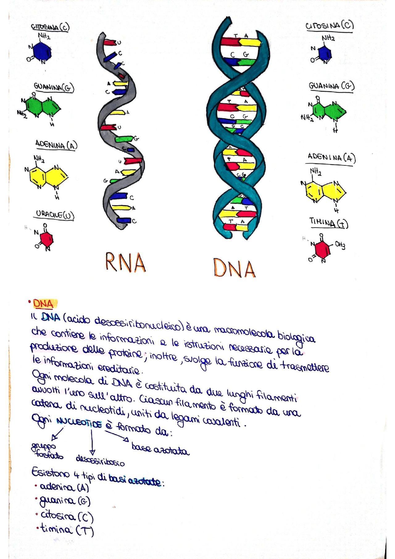Dna E Rna E Differenze Docsity