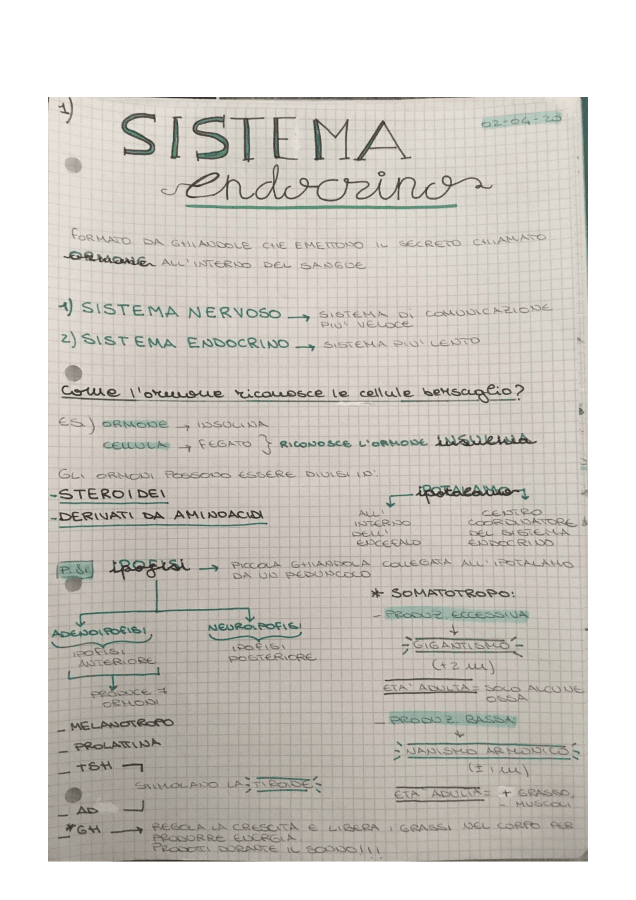 Il Sistema Endocrino Parte 1 Docsity