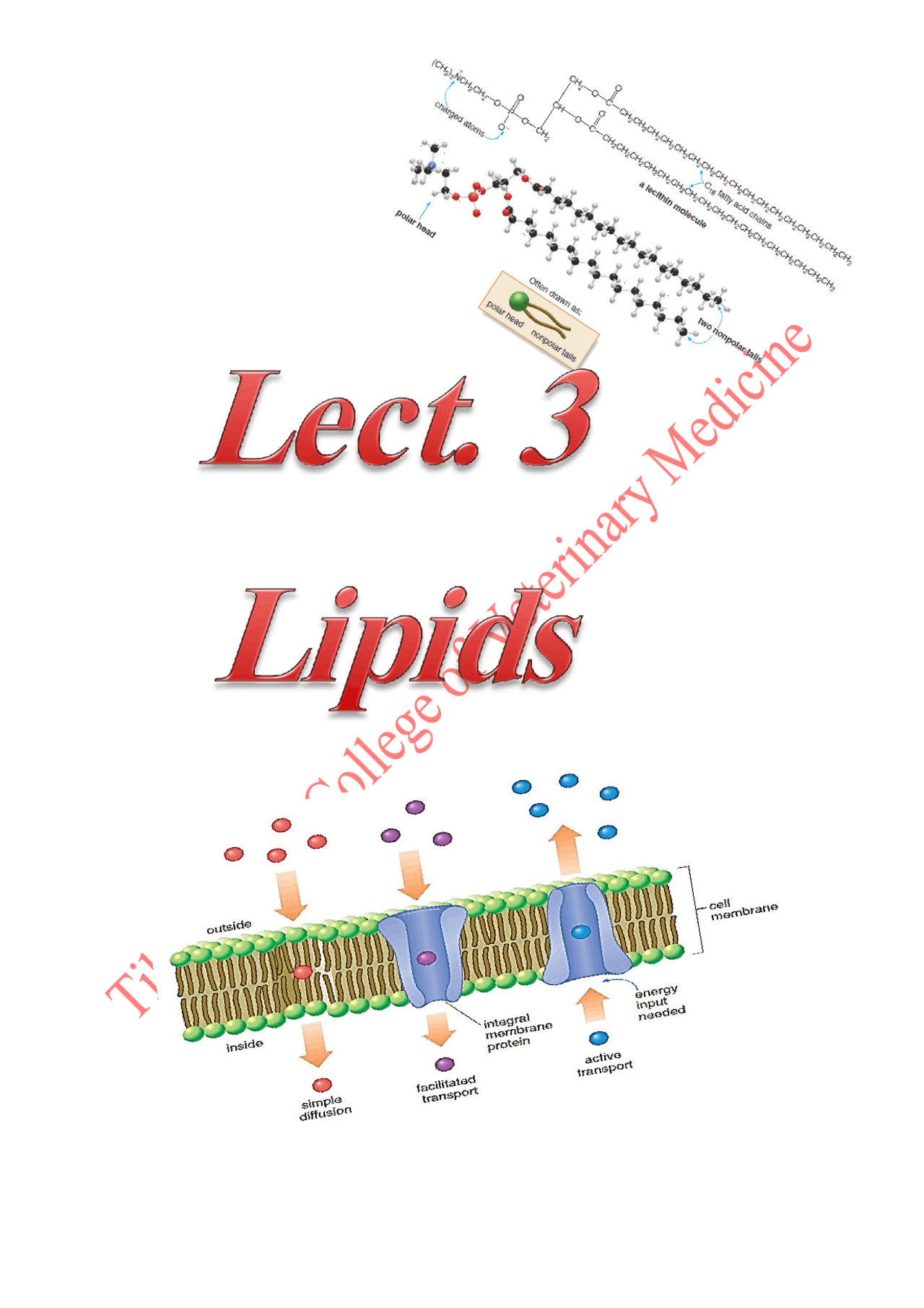 Introduction Of Lipids Lecture Notes Biochemistry Docsity