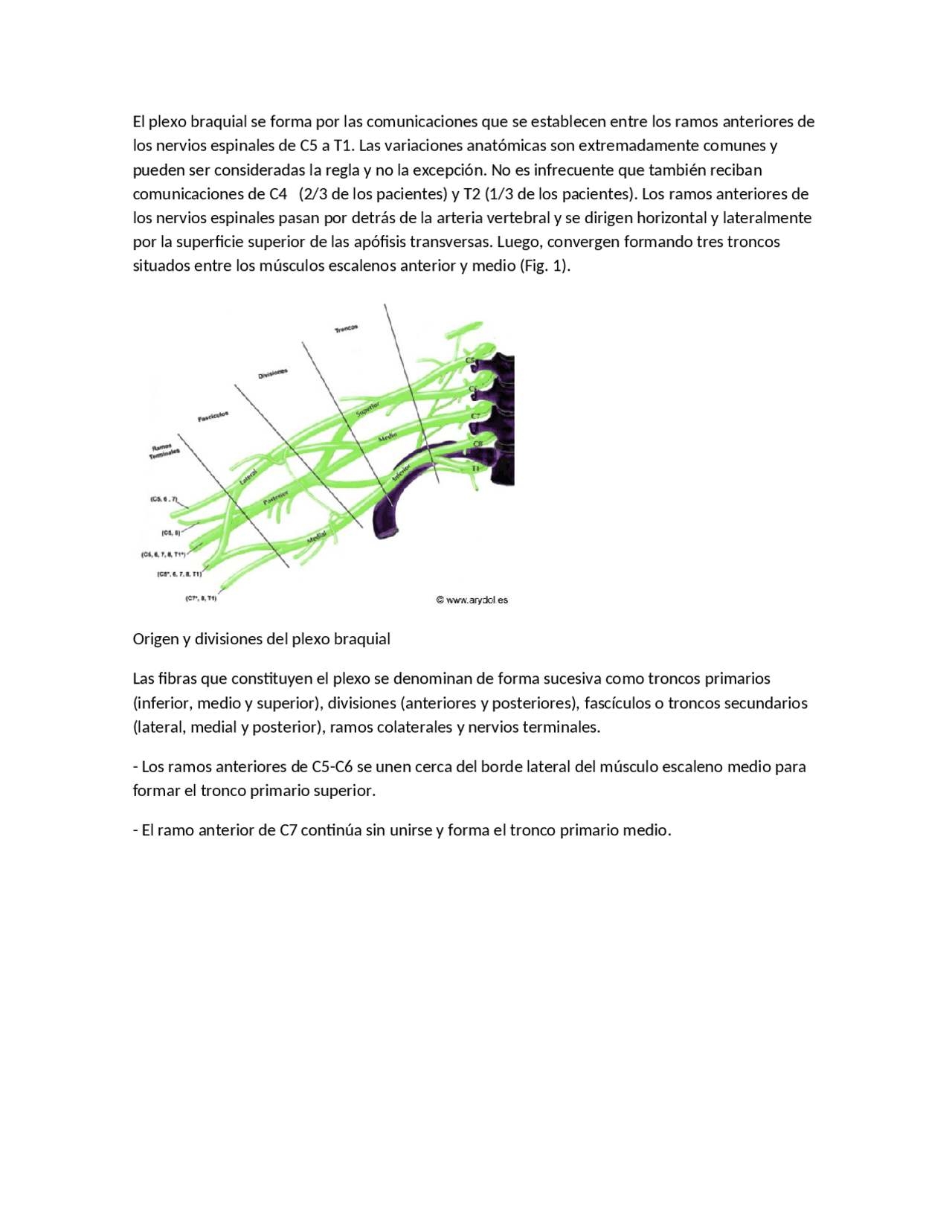 Re Anatomía Apuntes Docsity