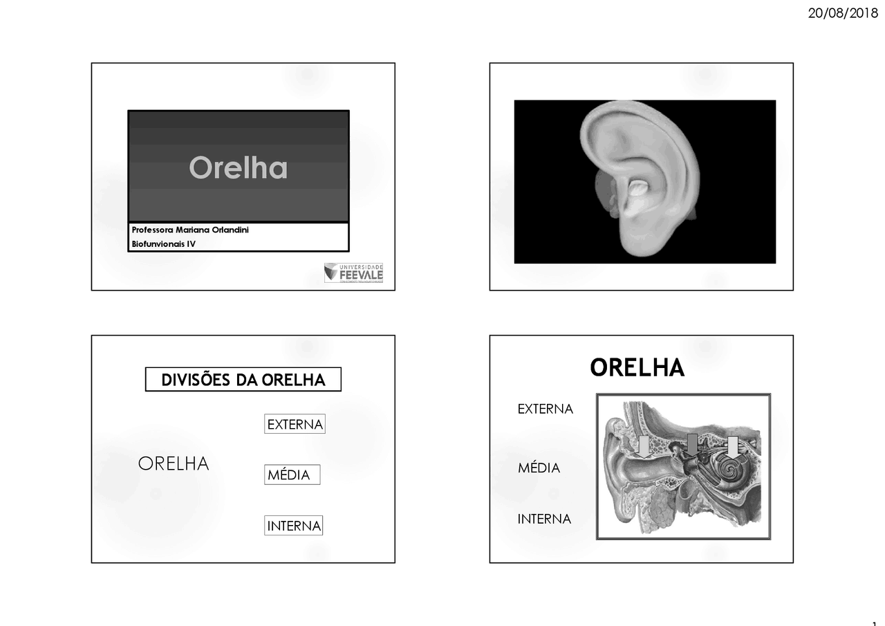 Anatomia da orelha, externa, média e interna - Docsity