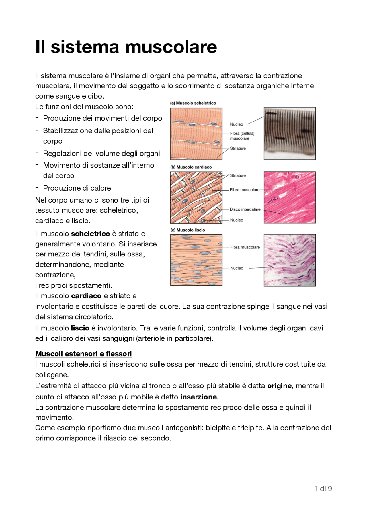 Il sistema muscolare - Docsity