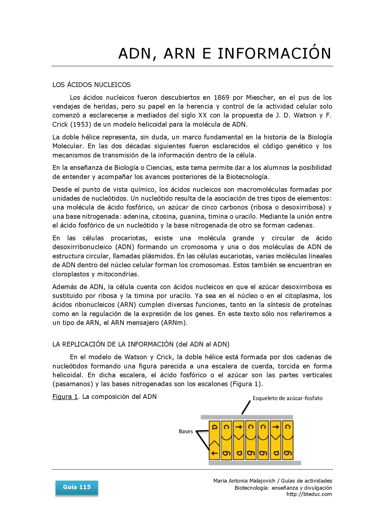 Explicación Adn Y Arn Docsity
