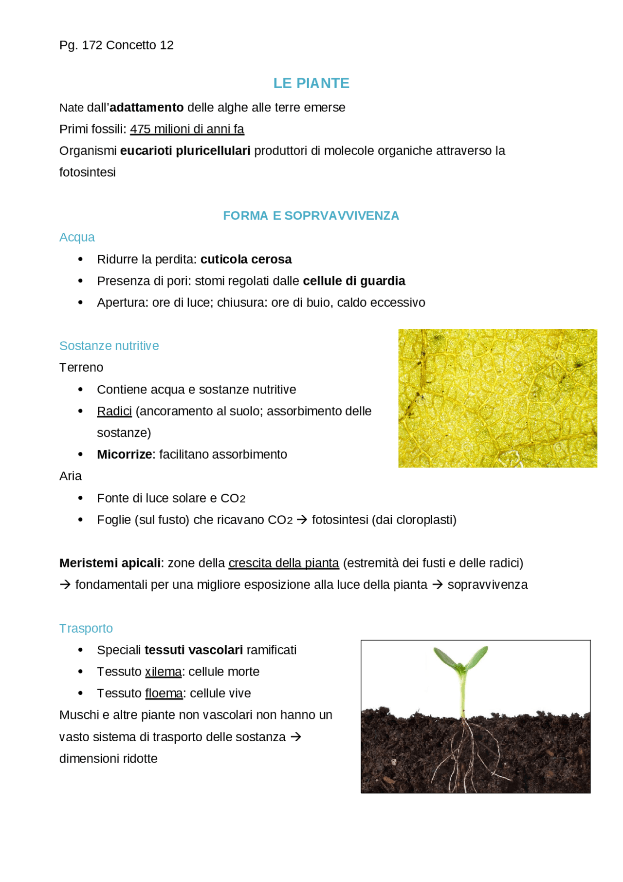 Le Piante Appunti Scienze Docsity