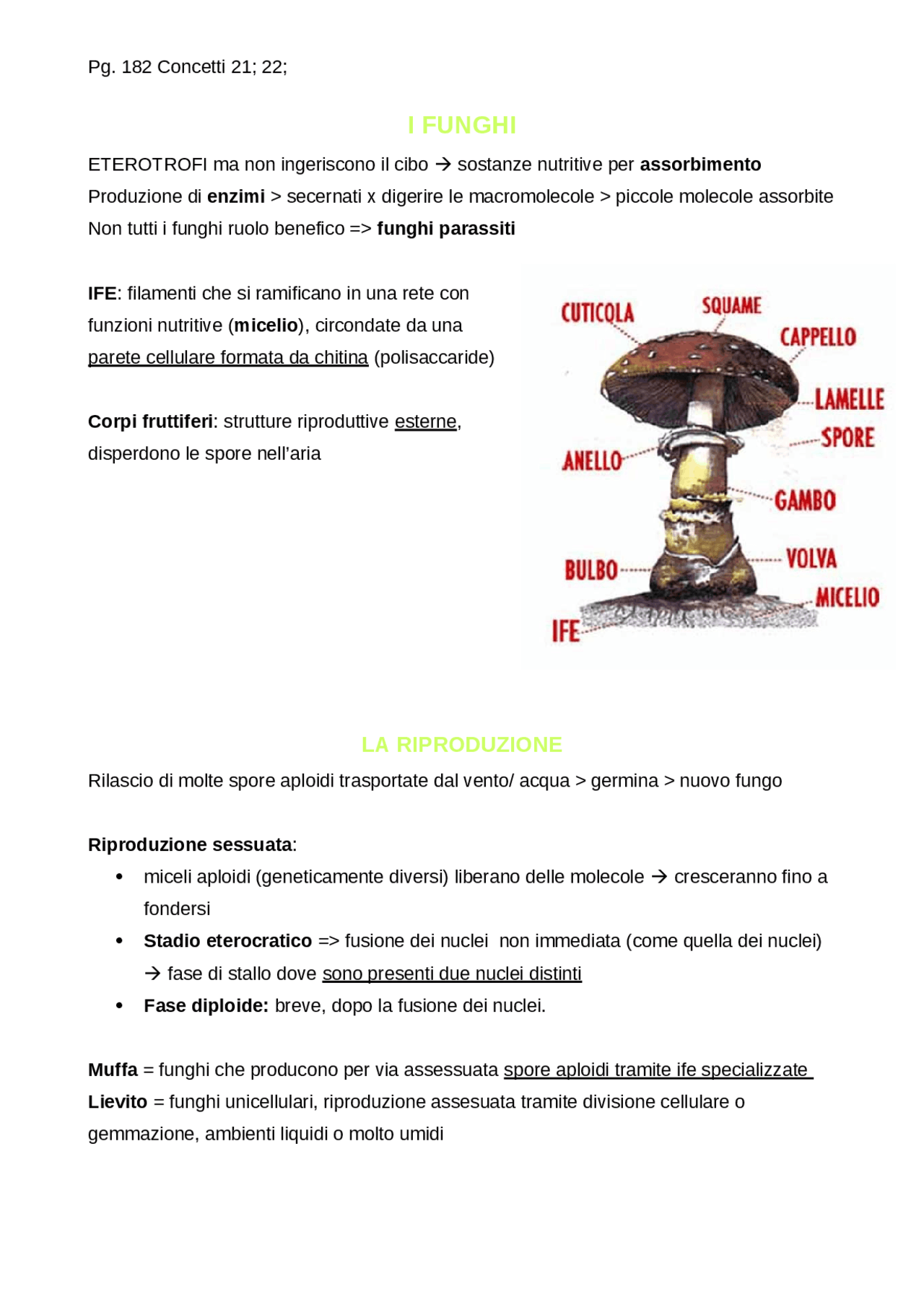 Appunti Scienze Sui Funghi Docsity