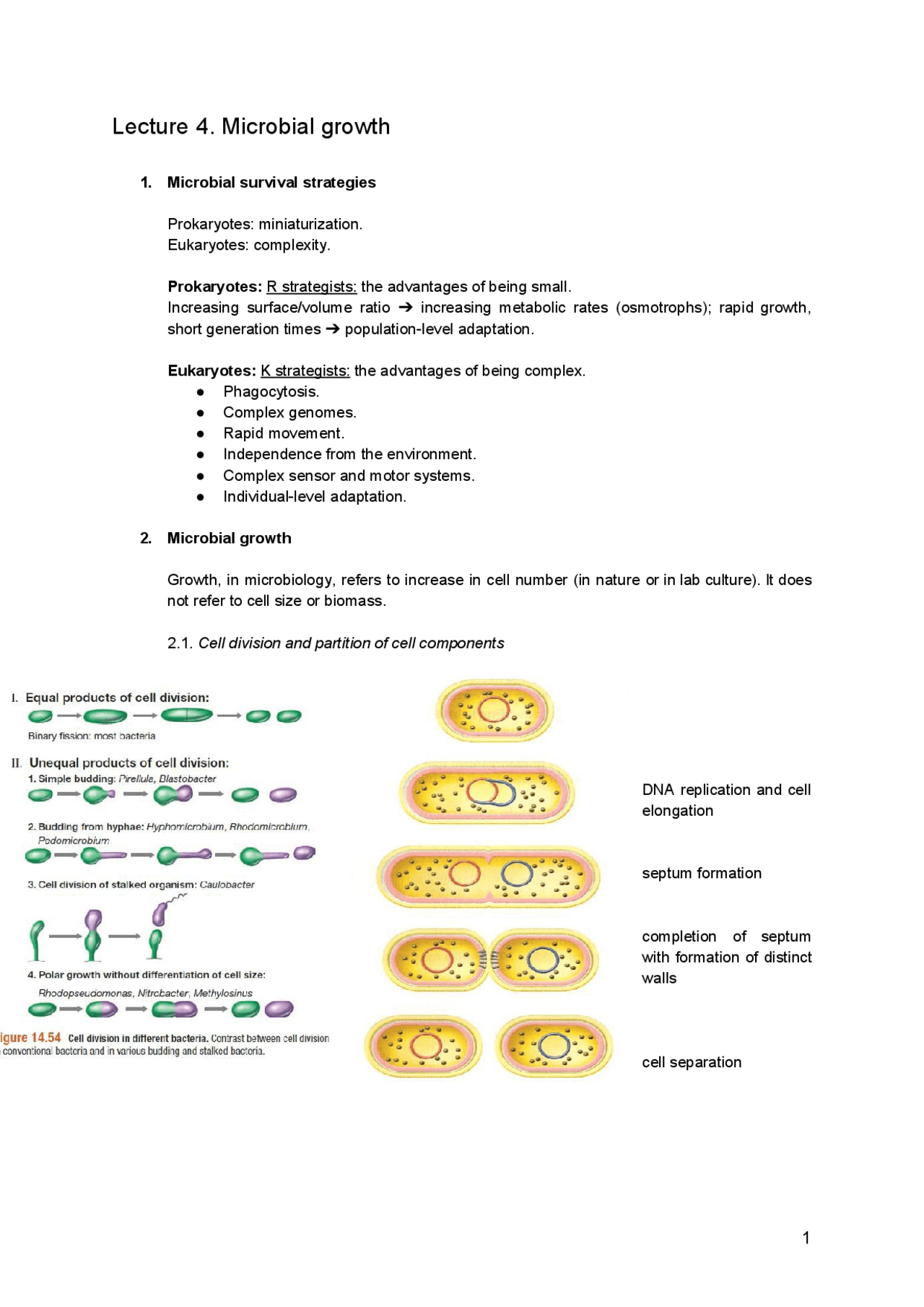 Microbial Growth Lecture 4 Docsity