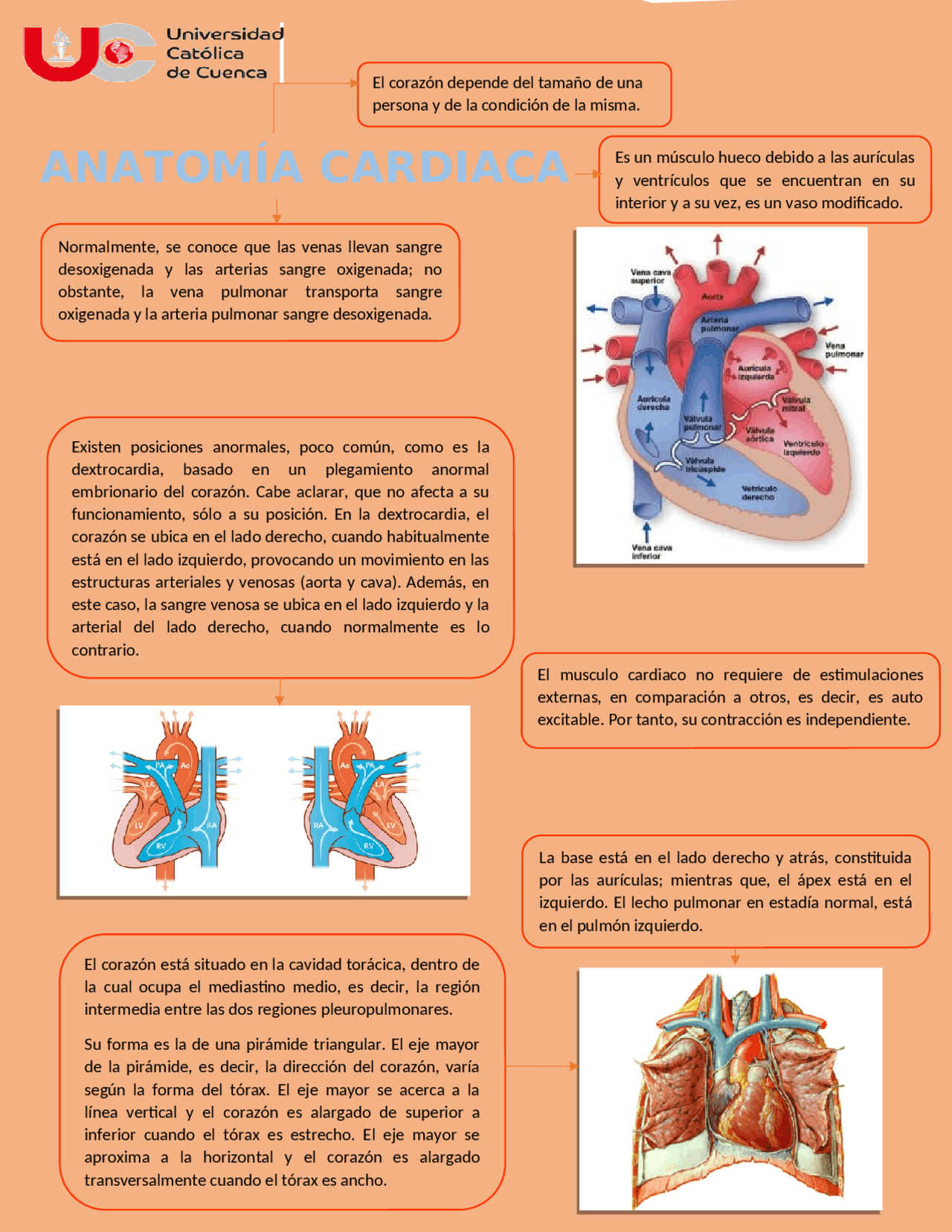 SINTESIS DE LAS GENERALIDADES DEL CORAZÓN A MANERA DE RESUMEN EN MAPA ...