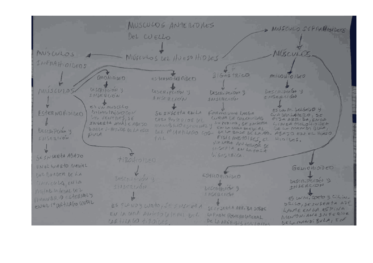 Mapas conceituais diversos | Schemes and Mind Maps Anatomy | Docsity