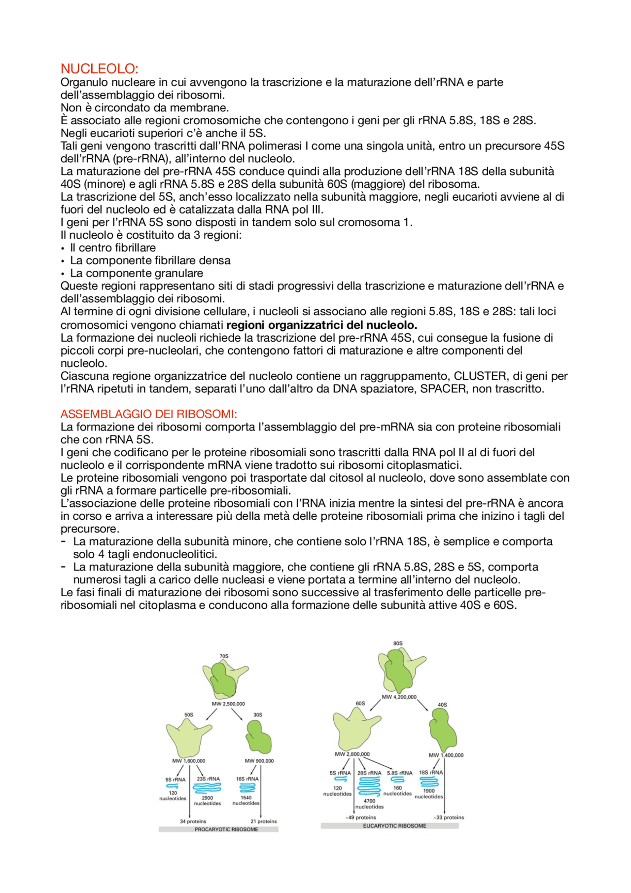 Biologia La Cellula Docsity