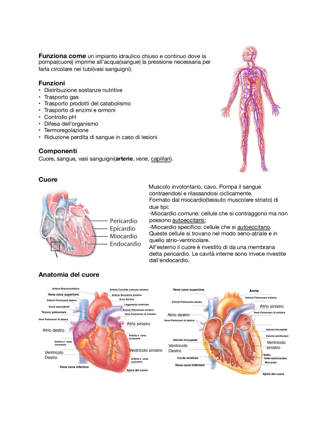 Apparato Cardiocircolatorio Docsity