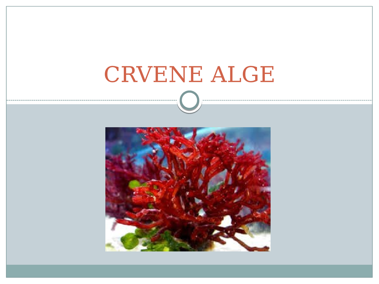 Crvene alge u moru: nastanak, karakteristike, razmnožavanje | Skripte ...