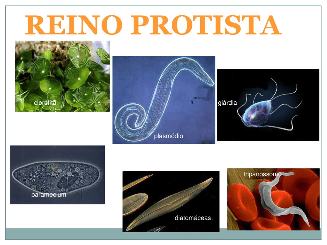 Reino protista: estudo de seres eucariontes | Slides Biologia | Docsity