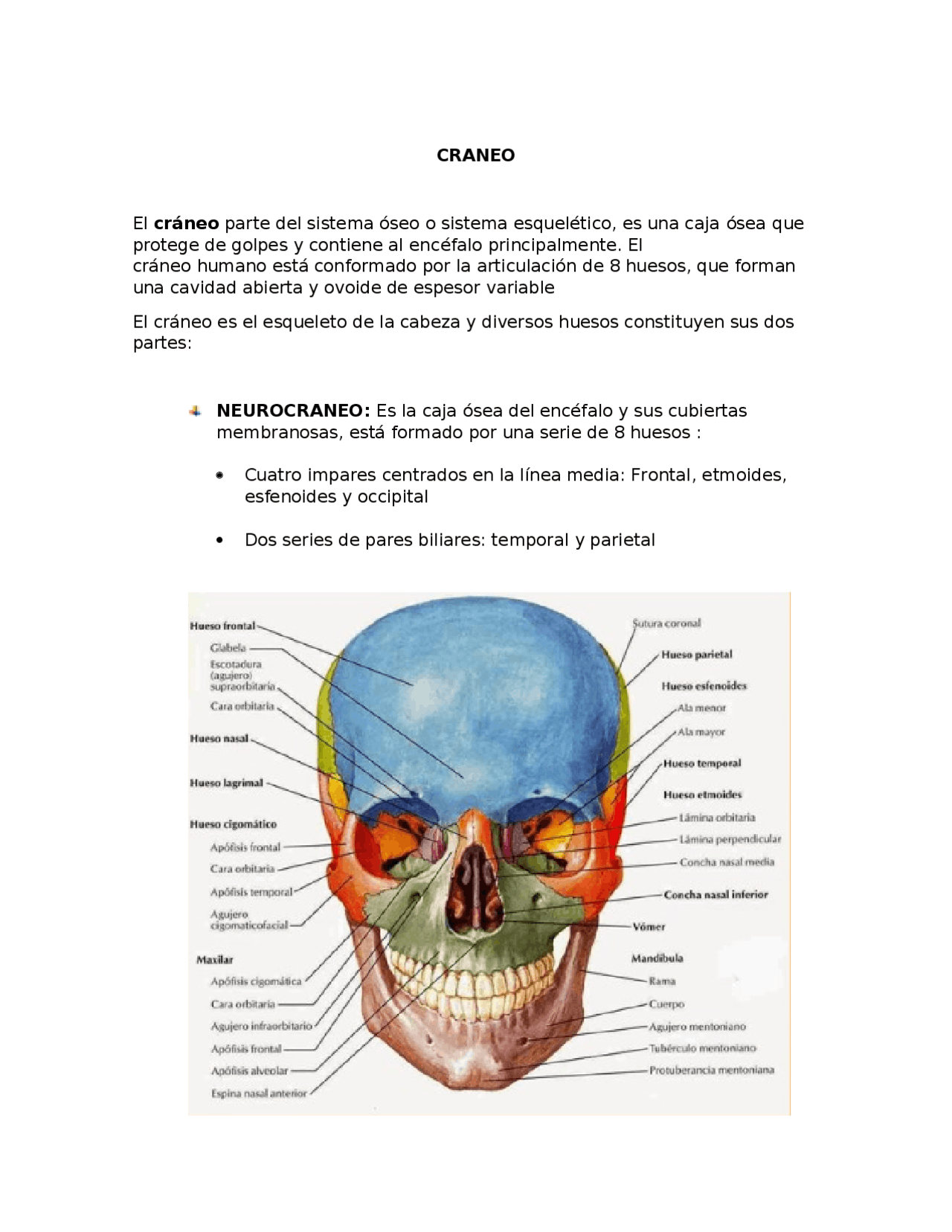 Craneo descripcion por encima - Docsity
