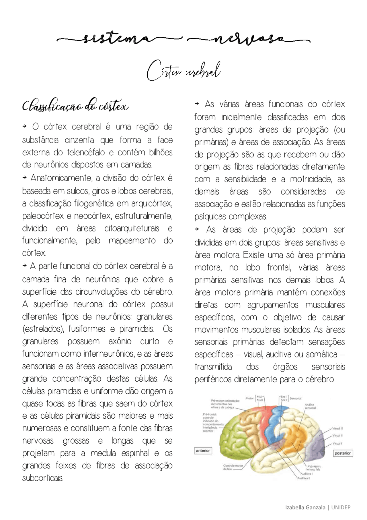 Anatomia e fisiologia do córtex cerebral | Resumos Neuroanatomia | Docsity