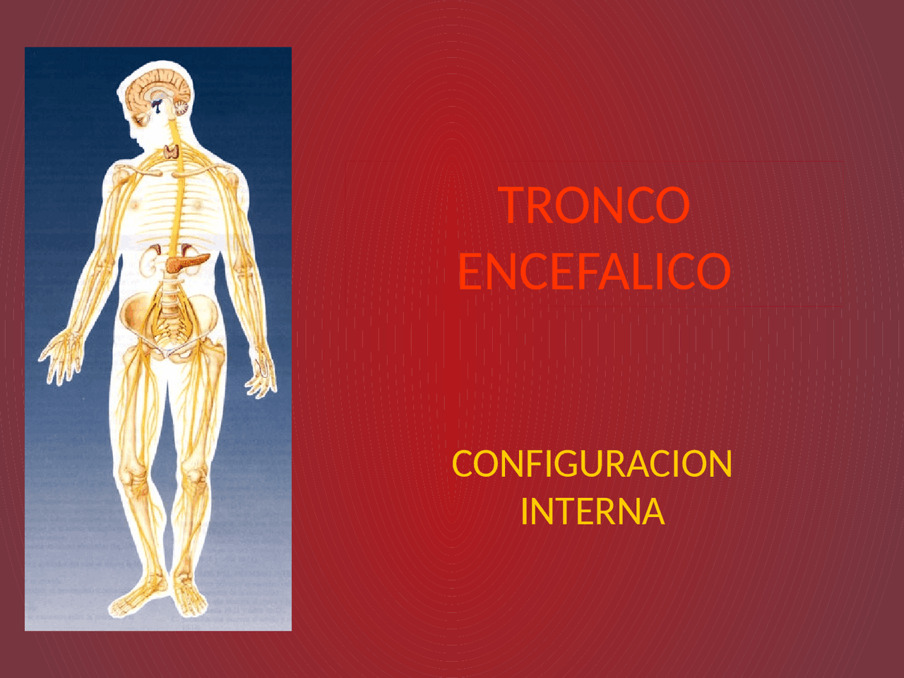 Diapos anatomia Tronco encefalico, pares craneales, formacion reticular - Docsity