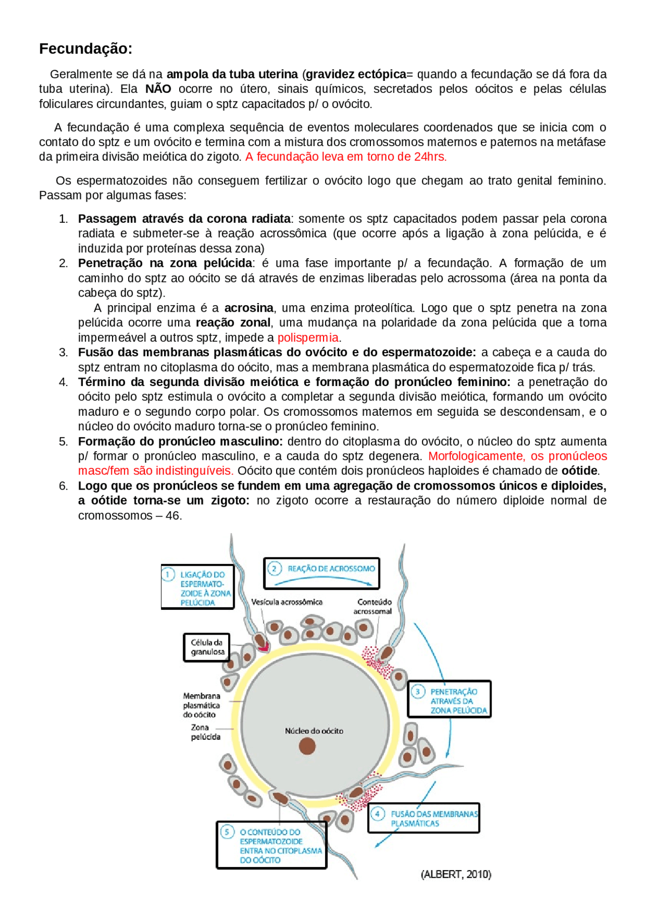 Embriologia - gametogênese, somitos, fecundação e circulação ...