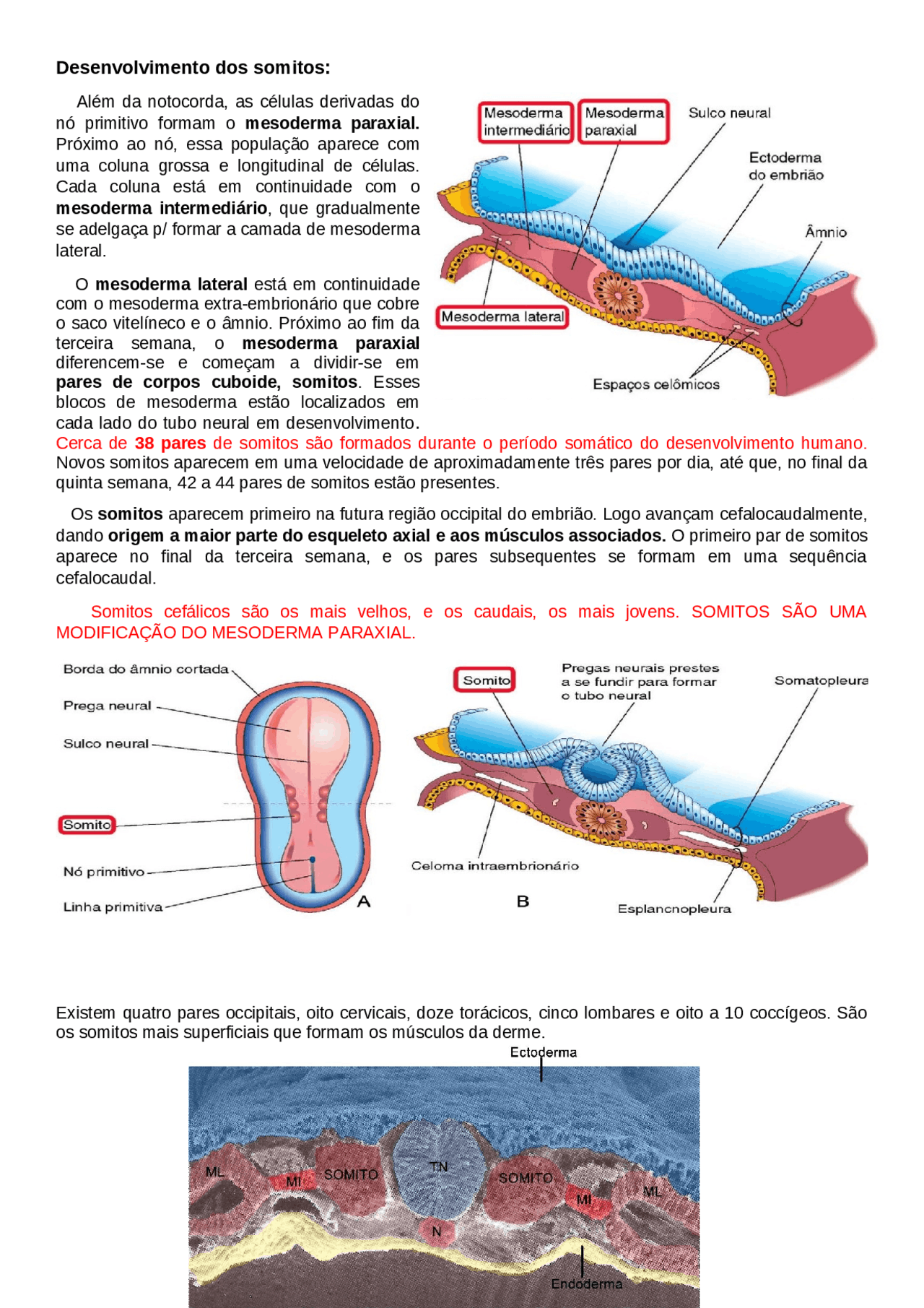 Embriologia - gametogênese, somitos, fecundação e circulação ...