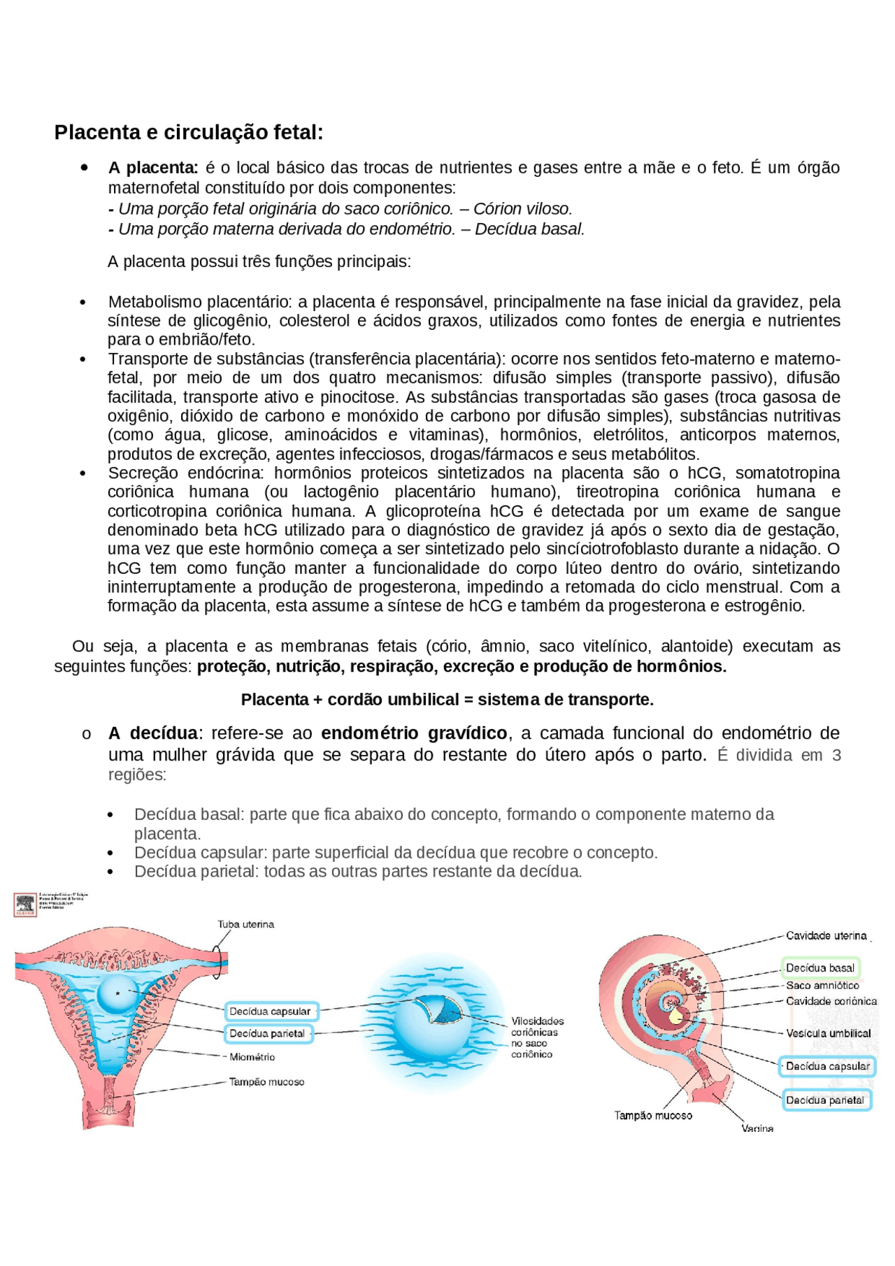 Embriologia - gametogênese, somitos, fecundação e circulação ...