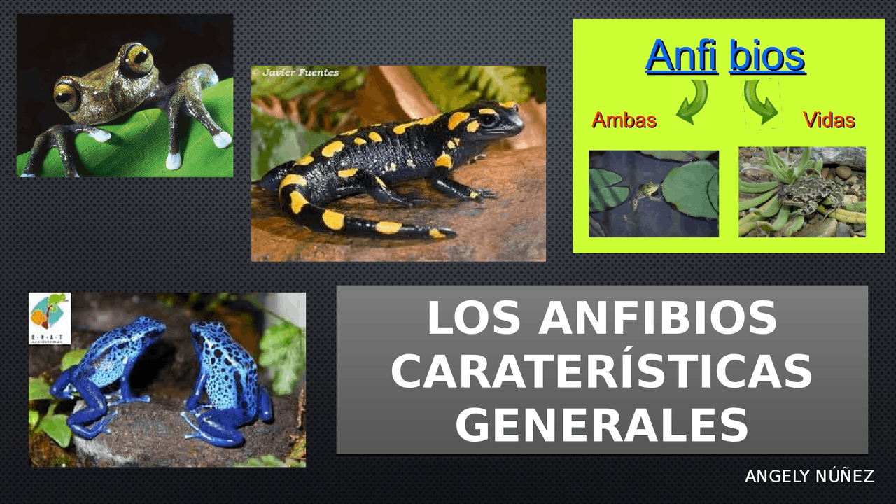 TRABAJO ANFIBIOS BIOLOGÍA - Docsity