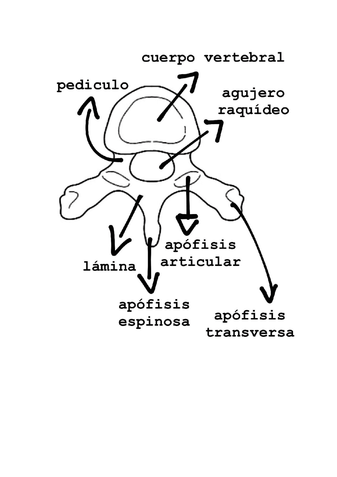 Vértebra tipo anatomia - Docsity