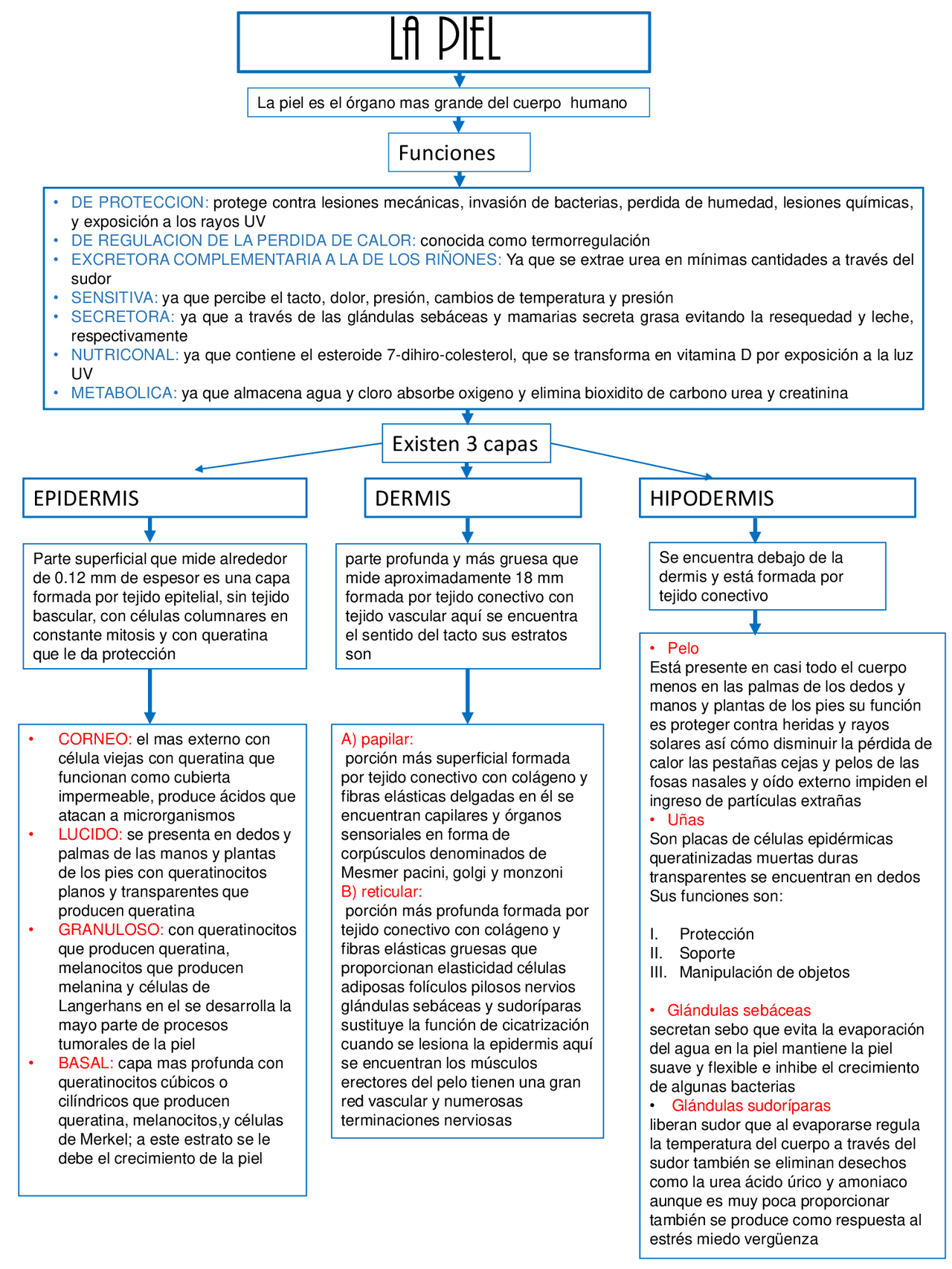 la piel funciones y capas | Esquemas y mapas conceptuales de Biología ...