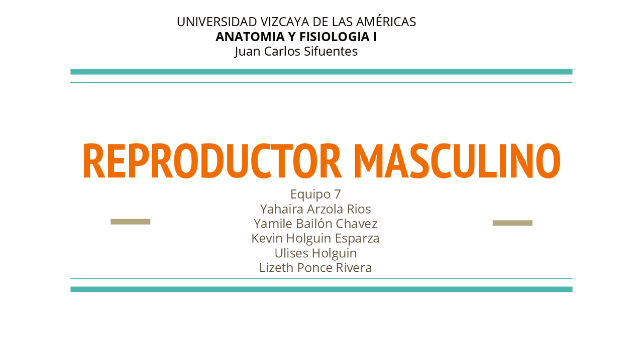 Reproductor Masculino Diapositivas De Anatomía Docsity