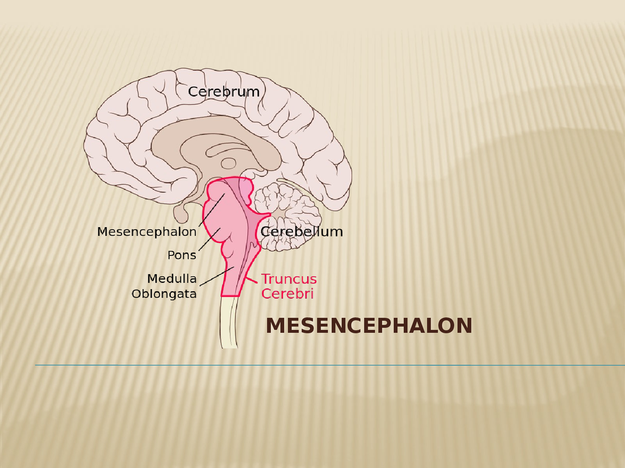 Mesencephalon - Srednji mozak - Nikolina Miličić | Vežbe' predlog ...