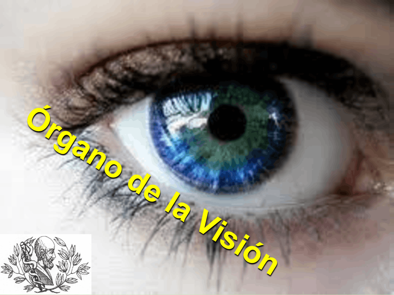 Organo de la vision - Docsity
