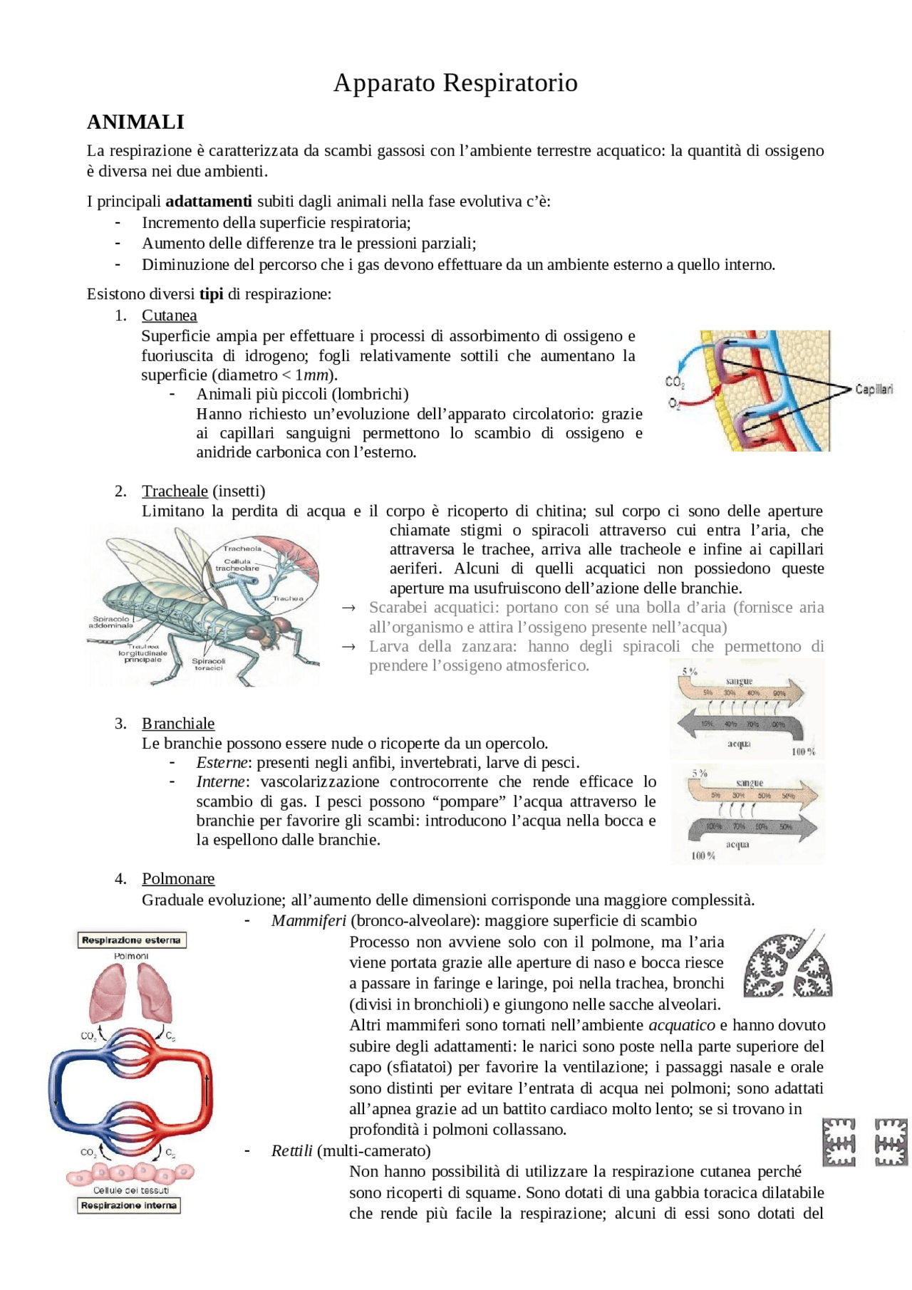 Apparato Respiratorio Appunti Docsity
