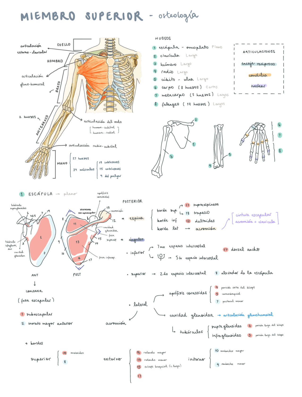 Resumen Osteología De Miembro Superior Resúmenes De Anatomía Docsity