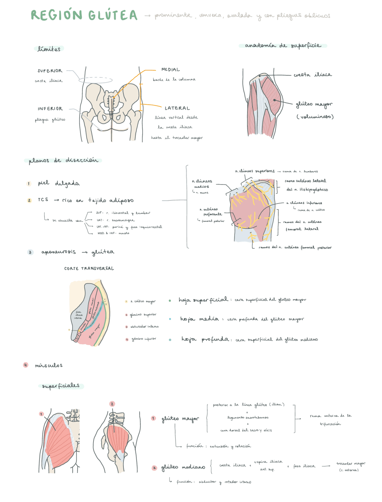 Resumen: Región Glútea - Docsity