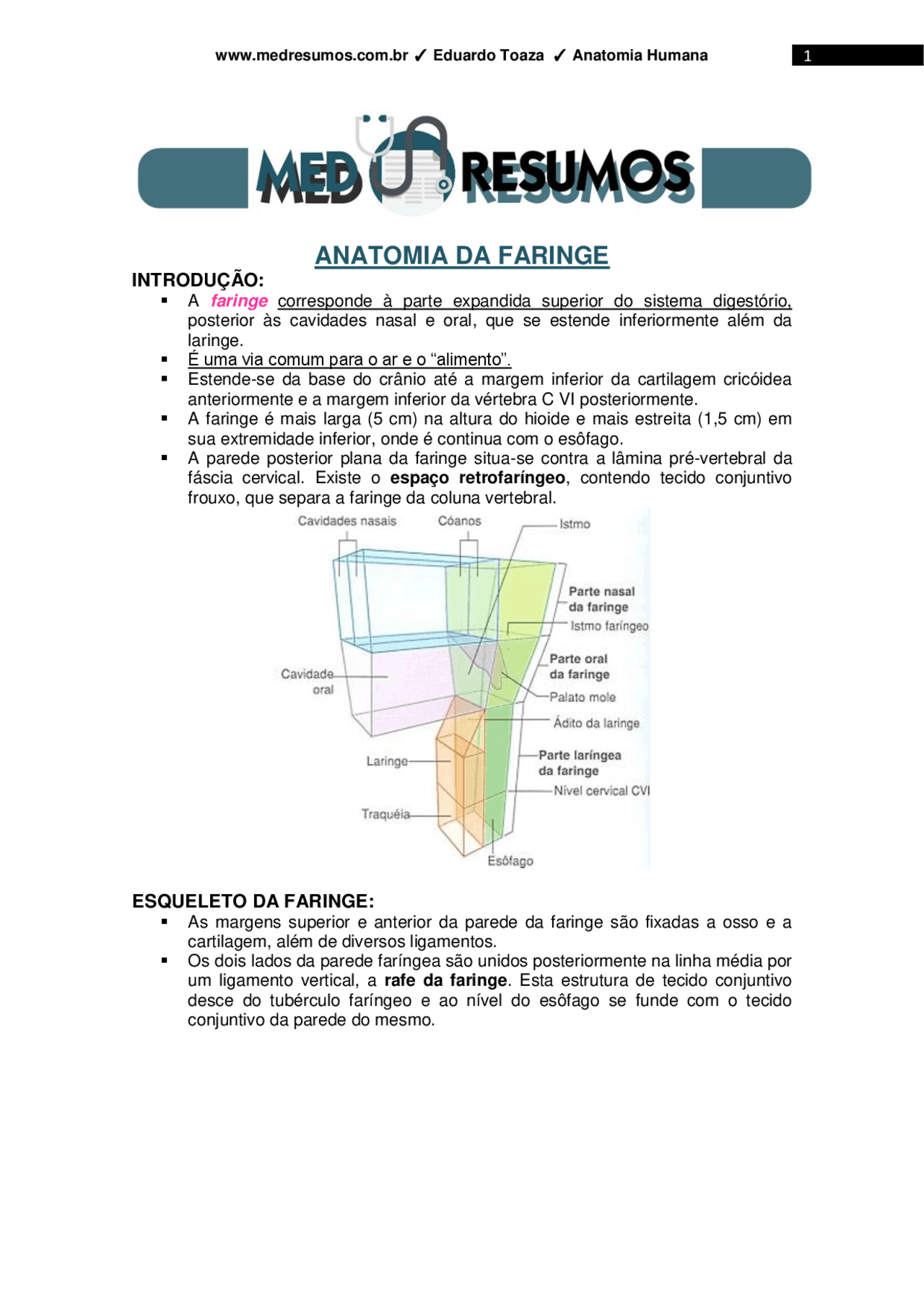 Anatomia da Faringe resumo | Resumos Anatomia - Docsity
