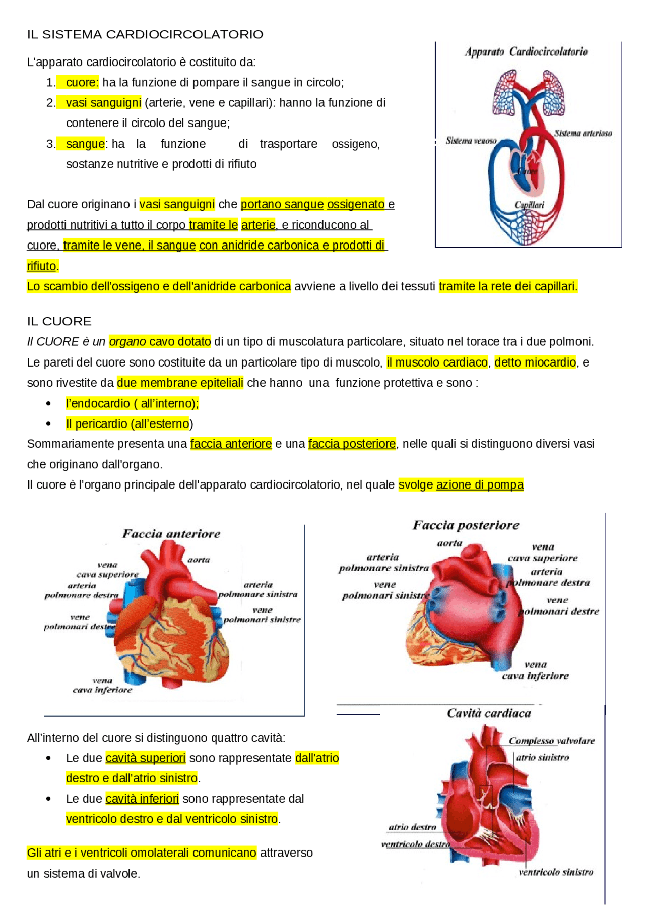 Apparato Cardio Vascolare E Funzione Docsity