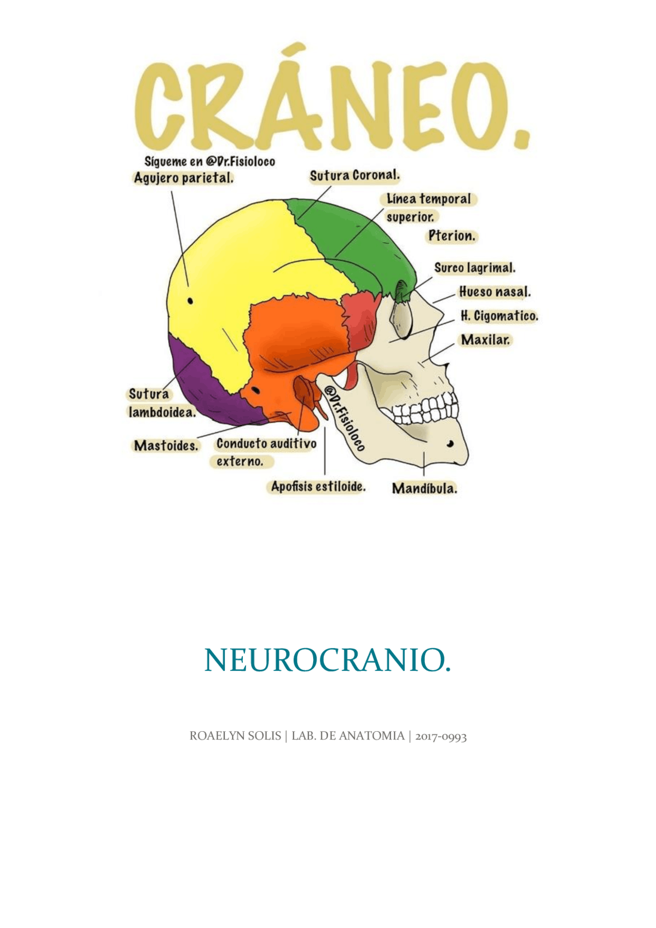 NEUROCRANEO, SUS PUNTOS TOPOGRAFICOS, SUS CARAS Y PORCIONES - Docsity
