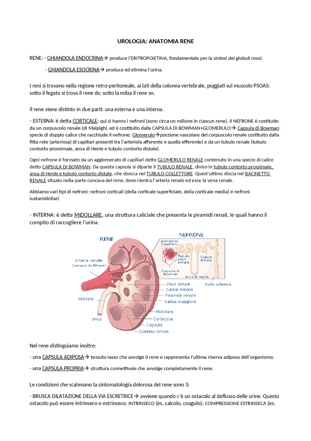 UROLOGIA ANATOMIA DEL RENE - Docsity