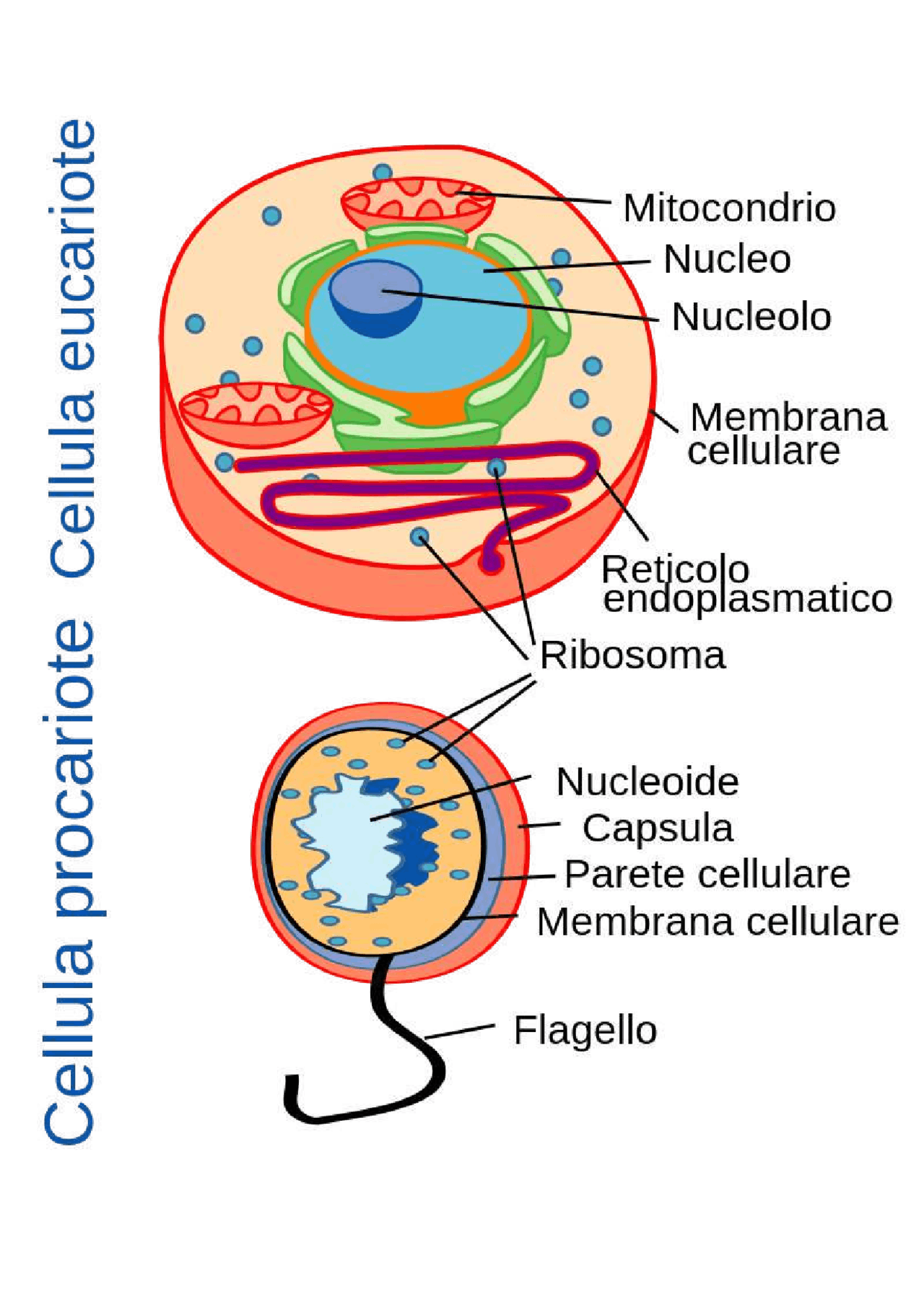 Differenze Tra Cellula Eucariote E Procariote Docsity