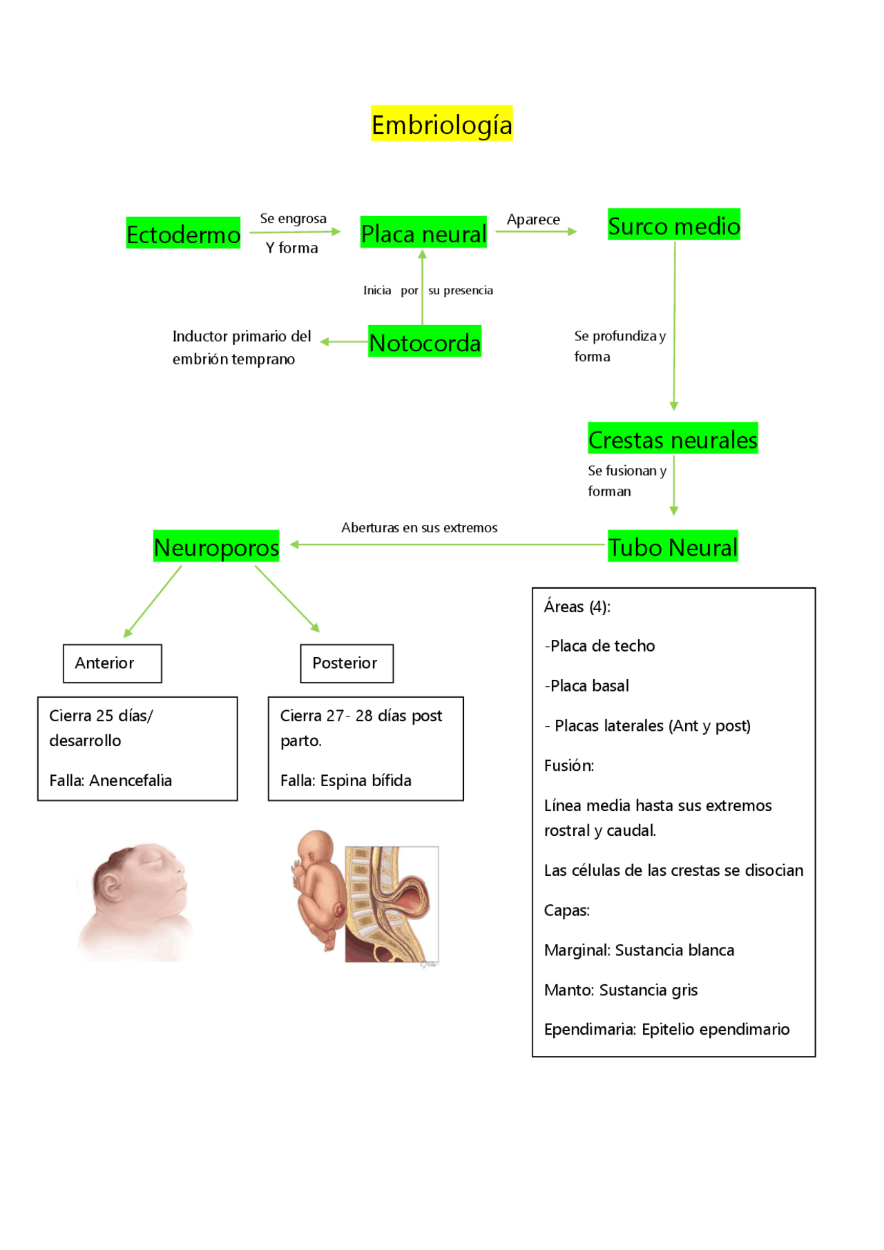 Embriología del sistema nervioso | Apuntes de Neuroanatomía | Docsity